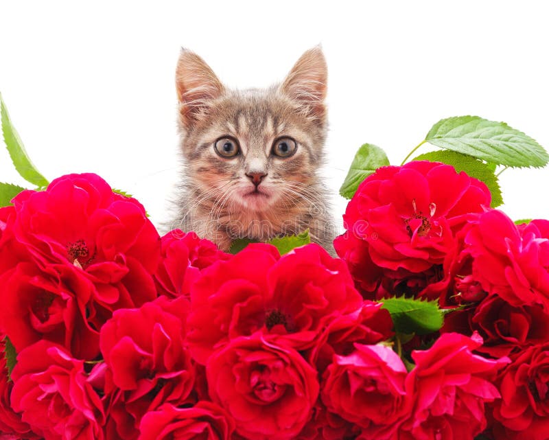 Gatito en rosas foto de archivo. Imagen de arbusto, aislado - 166123486