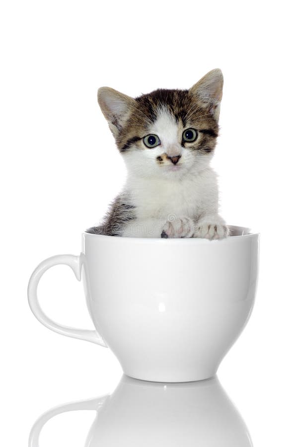 Gatito en taza de café foto de archivo. Imagen de café - 38577384