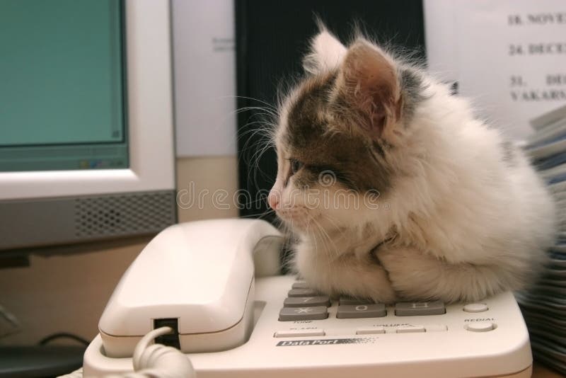 Gatito en un teléfono imagen de archivo. Imagen de piel - 5270547
