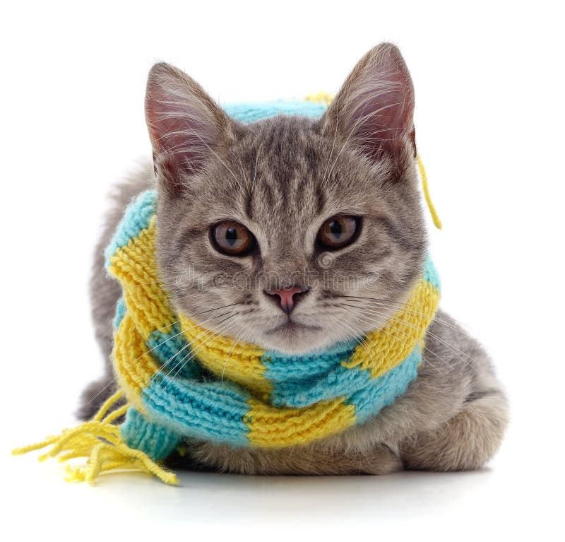 Gatito en una bufanda imagen de archivo. Imagen de animal - 183886165