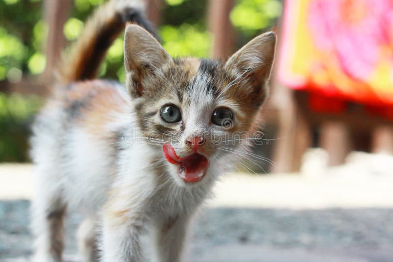 Gatito feliz imagen de archivo. Imagen de feliz, gato - 14439273