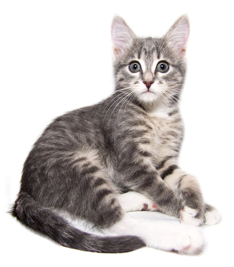 Gatito feliz imagen de archivo. Imagen de barba, grande - 38475971