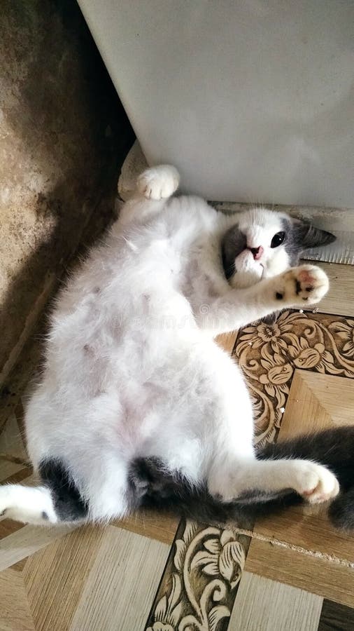 Gatito feliz y lindo imagen de archivo. Imagen de feliz - 251251193