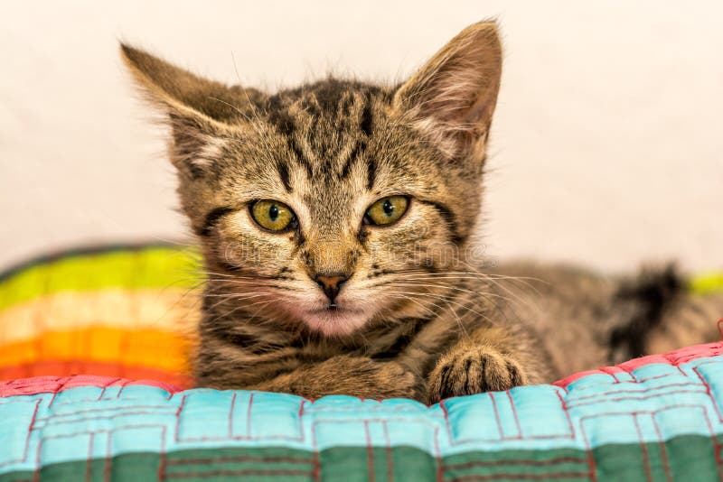 El Gatito Atento Quiere Cazar Foto de archivo - Imagen de perezoso ...