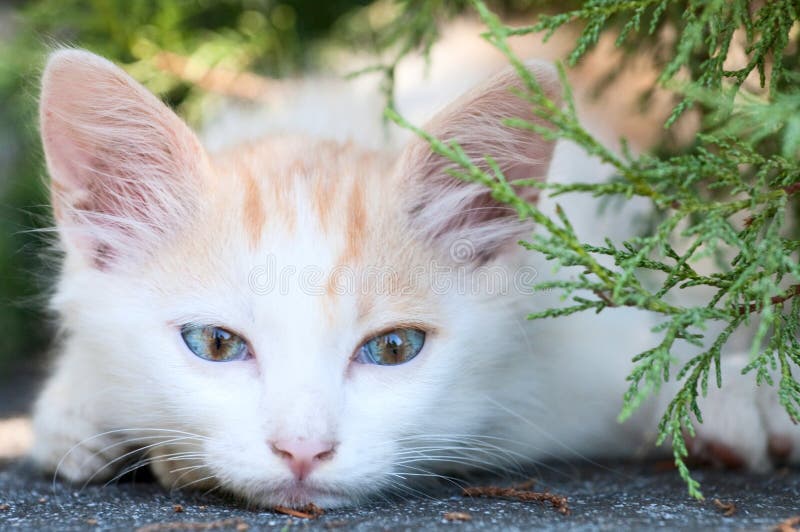 Gatito lindo foto de archivo. Imagen de mirada, rayado - 16160562