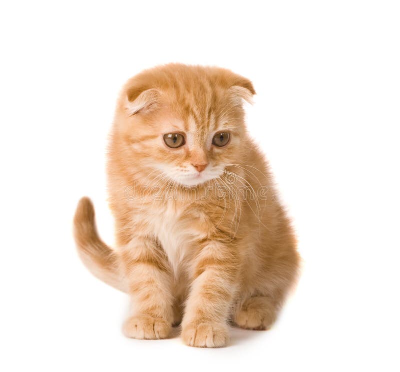 Gatito imagen de archivo. Imagen de doméstico, atento - 76613819