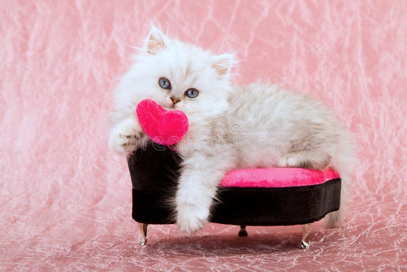 Gatito Lindo Con El Corazón Del Amor Imagen de archivo - Imagen de ...