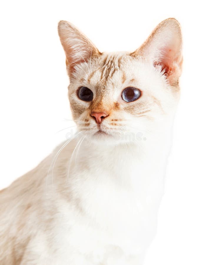 Gatito Lindo Del Color Claro Del Primer Foto de archivo - Imagen de ...