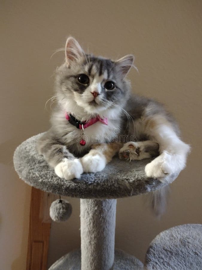 Gatito malcriado imagen de archivo. Imagen de mascota - 248169955