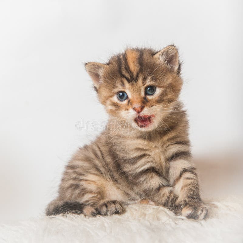 Gatito Meowing imagen de archivo. Imagen de boca, mascota - 29254603