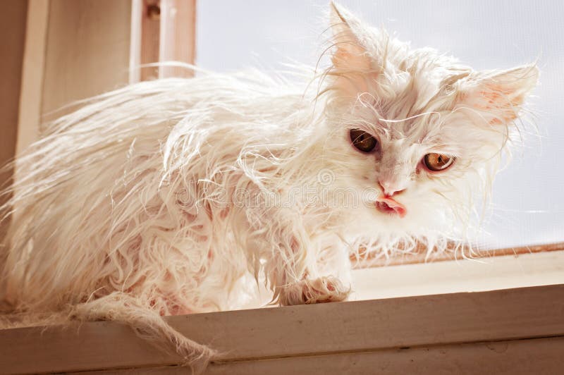 Gatito mojado imagen de archivo. Imagen de persa, divertido - 32211461