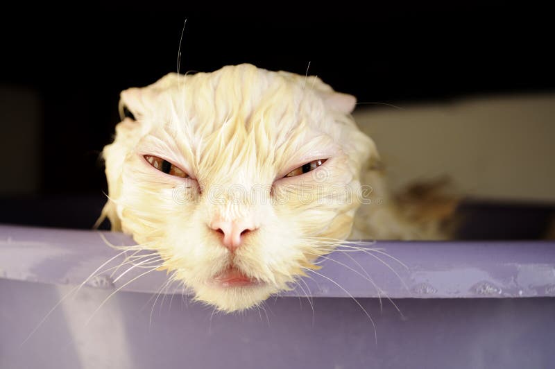 137 Gatito Mojado Feo Fotos - Libres de Derechos y Gratuitas de Dreamstime