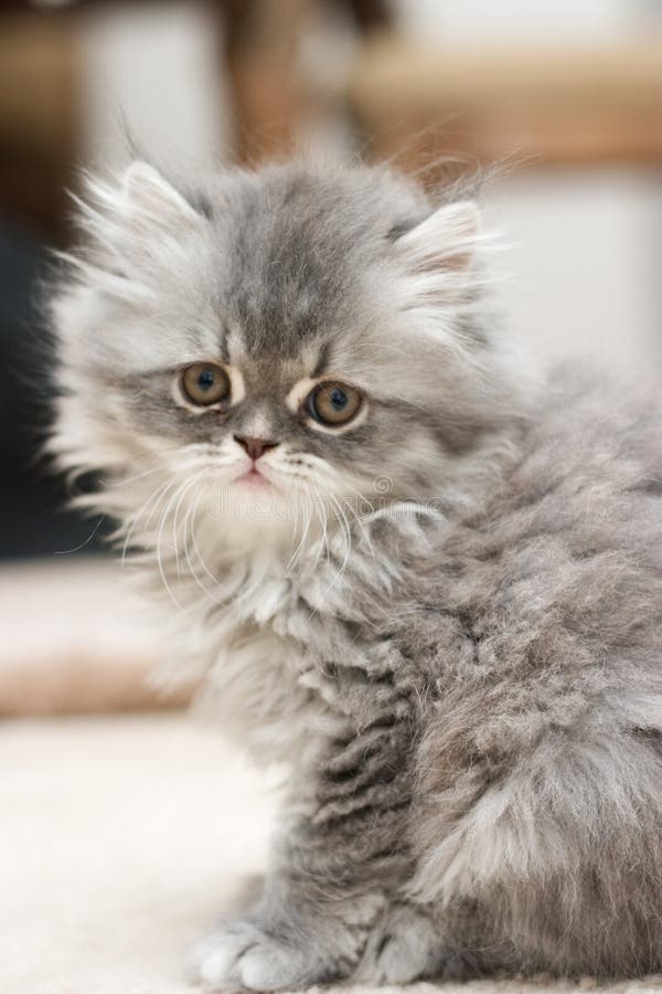 Gatito persa imagen de archivo. Imagen de ronroneo, retrato - 123033