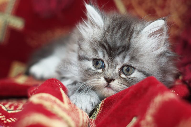 Gatito persa imagen de archivo. Imagen de barbas, mullido - 12530369