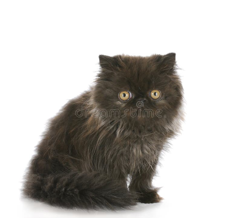 Gatito persa foto de archivo. Imagen de observar, persa - 16539992