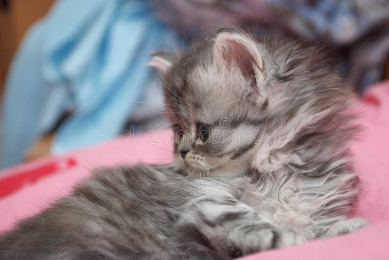 Gatito persa foto de archivo. Imagen de pista, adorable - 18764478