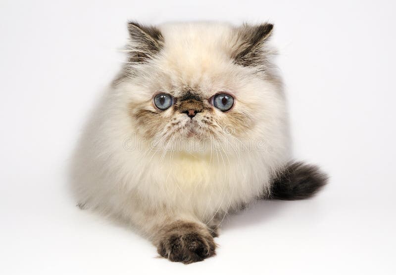 Gatito persa foto de archivo. Imagen de mascotas, lindo - 7505466