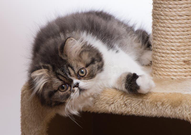 Gatito Persa Del Colorante Oscuro Foto de archivo - Imagen de bebé ...