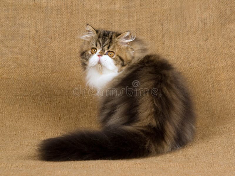 Gatito Persa Del Tabby De Brown En La Arpillera Imagen de archivo ...