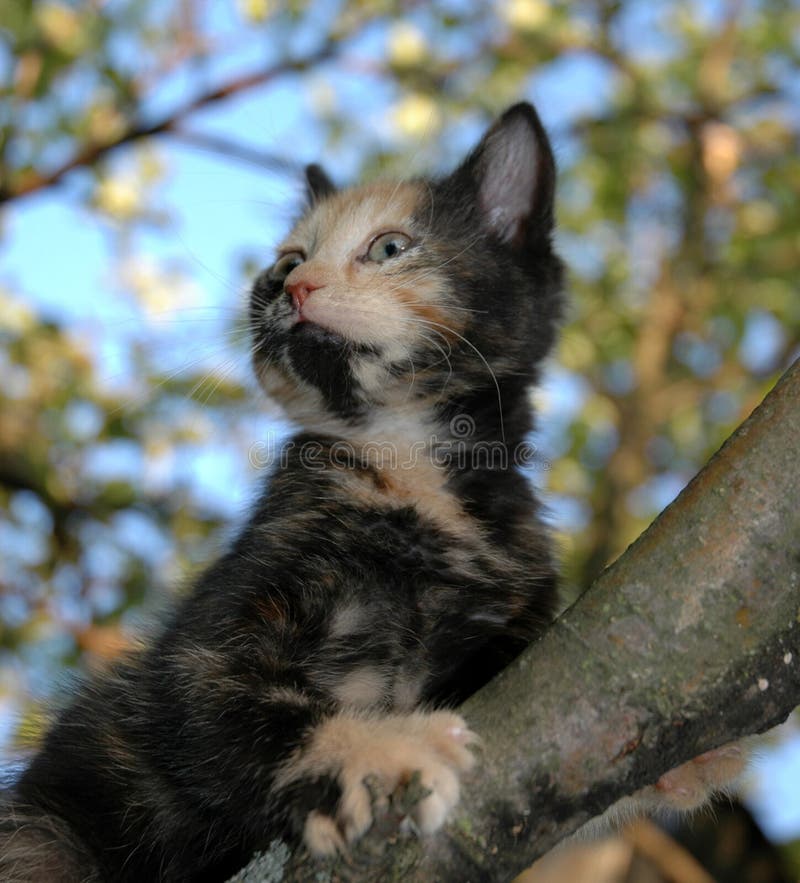 Gatito pintado foto de archivo. Imagen de pista, belleza - 959176