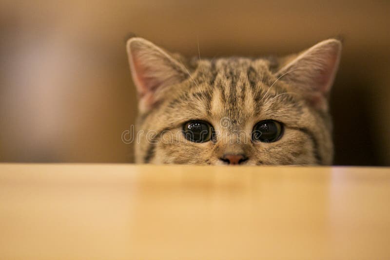 Gatito Que Mira A Escondidas Hacia Fuera De Debajo La Manta Foto de ...