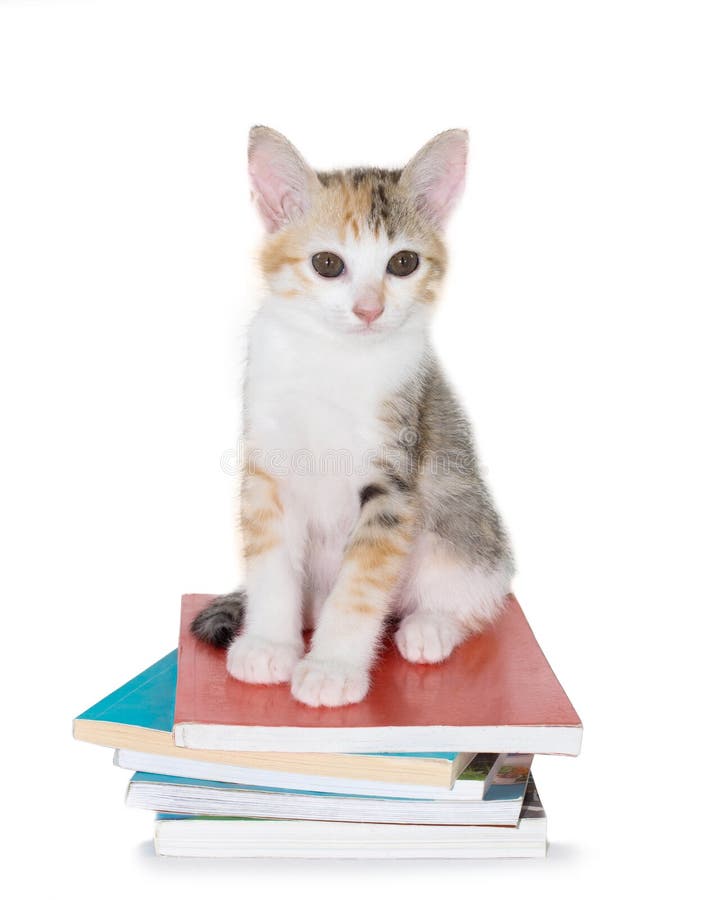 Gatito Que Se Sienta Con La Pila De Libros Foto de archivo - Imagen de ...