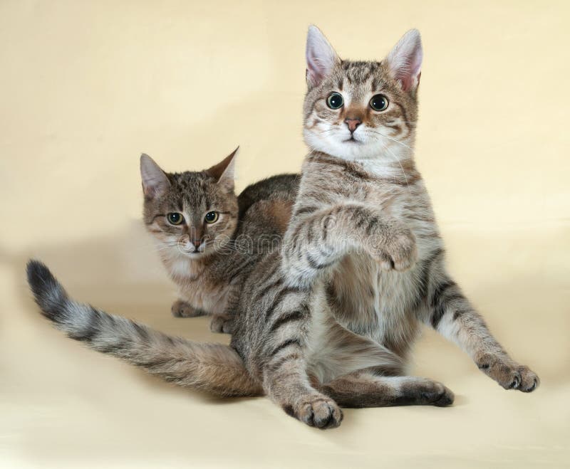 Sentada Rayada Del Gato, Estirando La Pata Delantera Foto de archivo ...