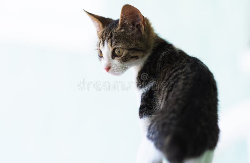 Gatito Verde Sobre Fondo Blanco Foto de archivo - Imagen de bebé, poco ...