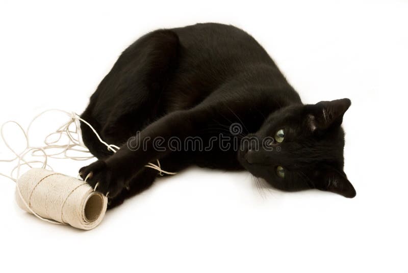 Gatito y cadena foto de archivo. Imagen de lindo, gato - 7814618