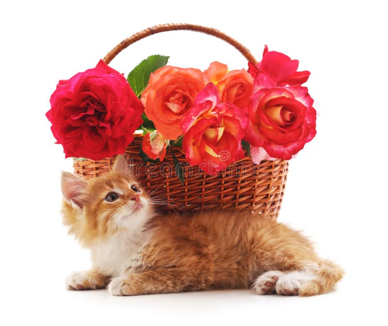 Gatito con las rosas foto de archivo. Imagen de rosas - 20890564