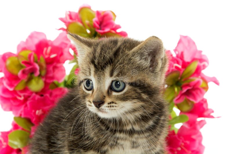 Gatito Y Flores Del Gato Atigrado Foto de archivo - Imagen de gato ...