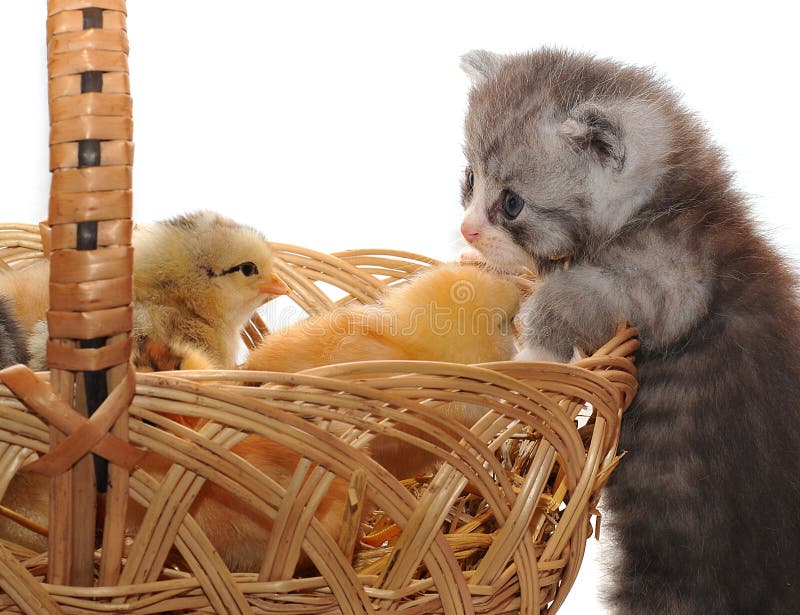 Gatito y pollos foto de archivo. Imagen de poultry, pollo - 9148564