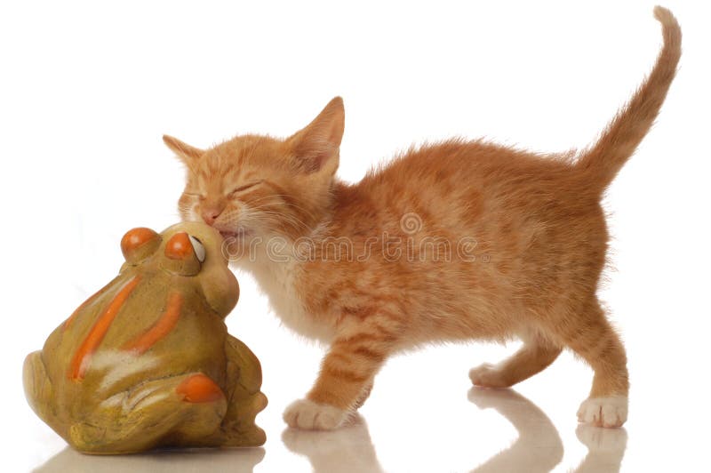 Gatito de la rana imagen de archivo. Imagen de verde - 12293341