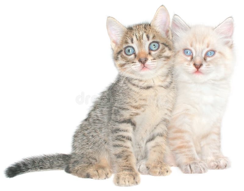 Gatitos imagen de archivo. Imagen de felino, gatos, gatitos - 10439879