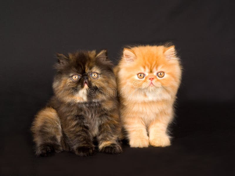 3,735 Gato Persa Negro Fotos - Libres de Derechos y Gratuitas de Dreamstime