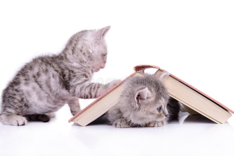 Gatitos con el libro foto de archivo. Imagen de poema - 35813610