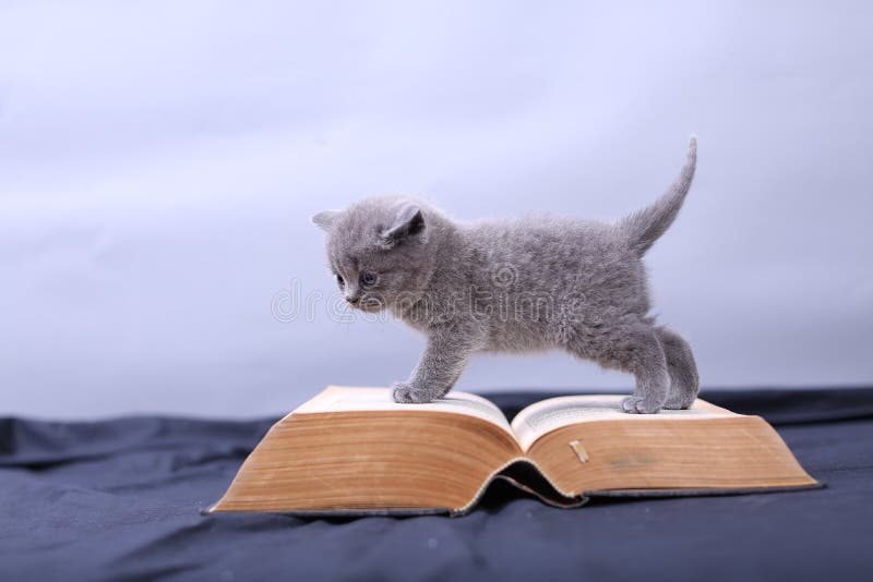 Gatitos Lindos Que Juegan Con Los Libros Foto de archivo - Imagen de ...
