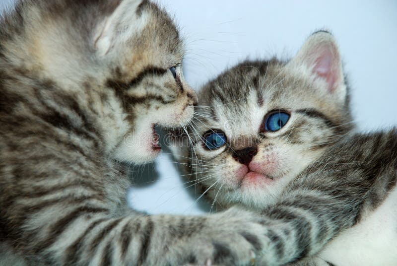 Gatitos que hablan foto de archivo. Imagen de horizontal - 2405584