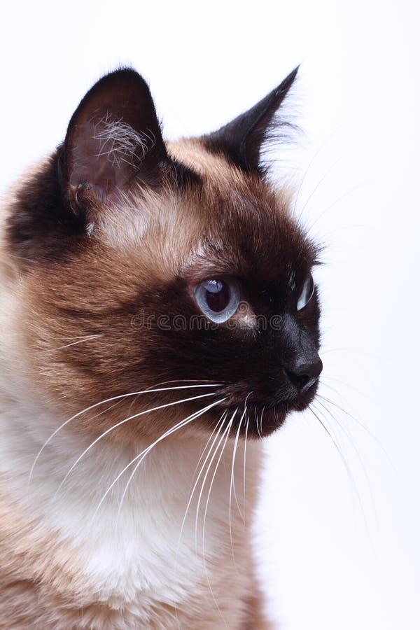Gato Siamese, Blue-Point imagem de stock. Imagem de profundamente - 4074099