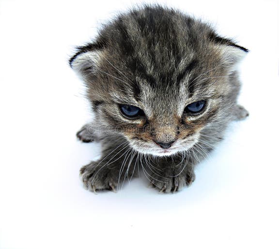 Gato imagen de archivo. Imagen de inocente, please, gato - 2523175