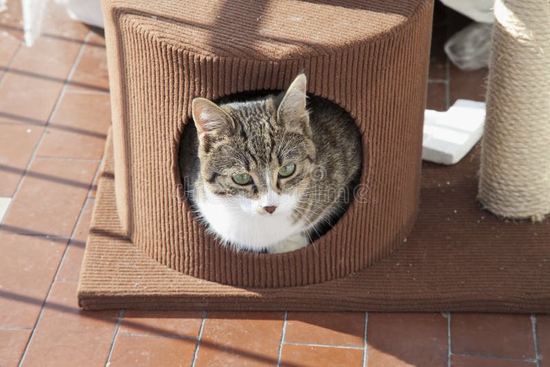 Gato foto de archivo. Imagen de hermoso, sentada, atento - 29200454