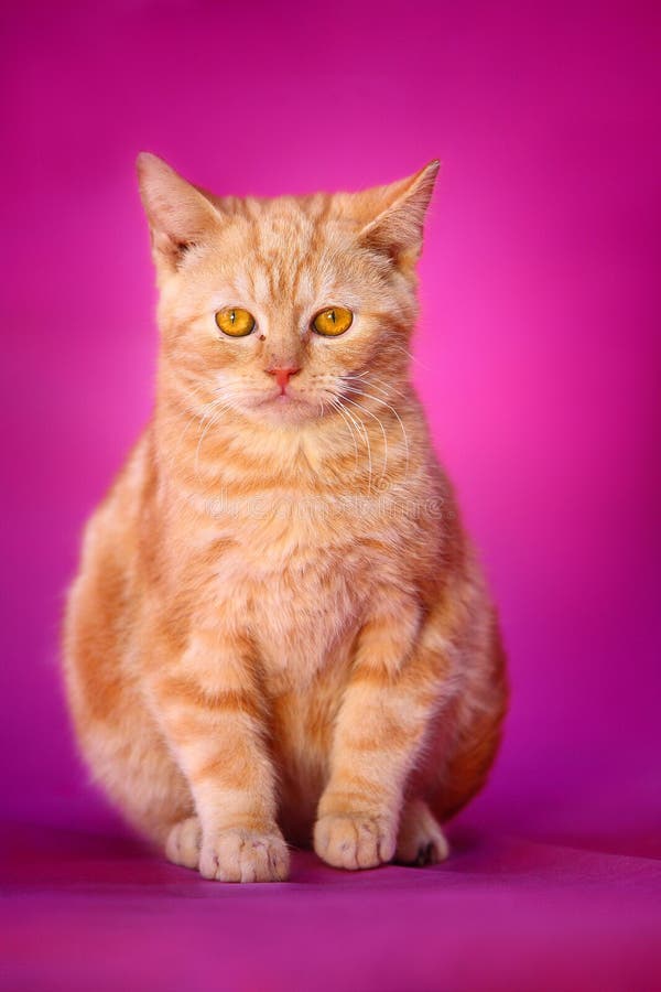 Gato imagen de archivo. Imagen de adorable, mascota, doméstico - 4455115