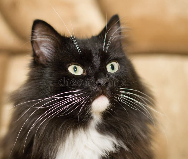 Gato imagen de archivo. Imagen de beso, mascota, joven - 991645