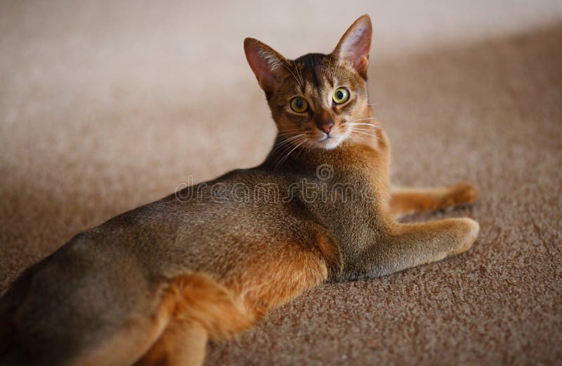 Gato Abyssinian imagem de stock. Imagem de macho, nave - 13776149