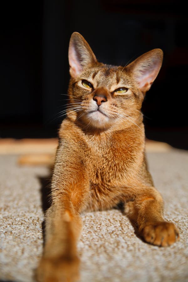 Gato Abyssinian foto de stock. Imagem de pedigreed, pets - 21200960
