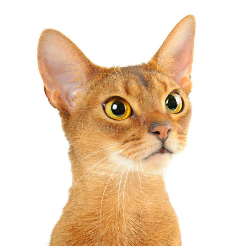Gato Abyssinian foto de stock. Imagem de vertical, olhar - 27411146
