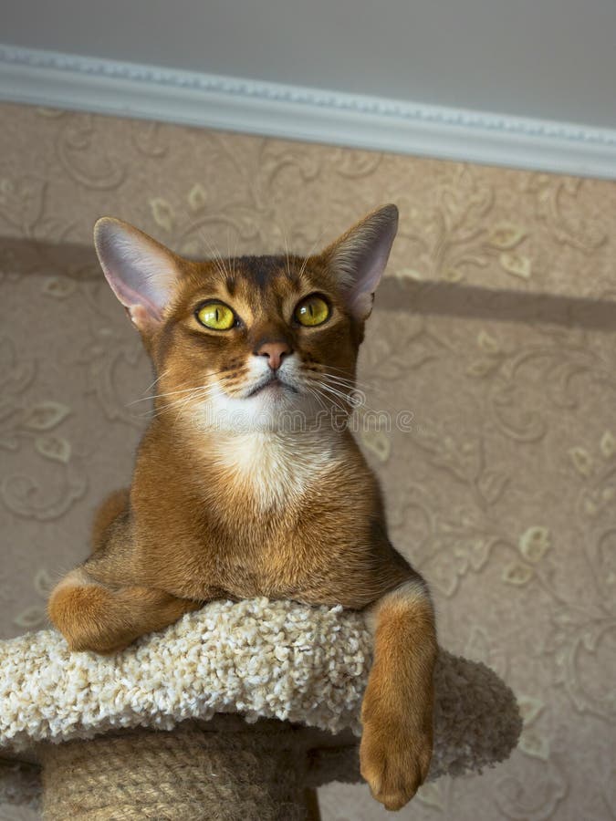 Gato Abyssinian imagem de stock. Imagem de postura, orelhas - 55375197