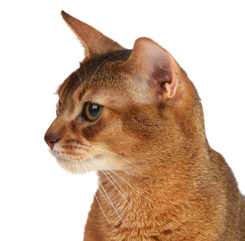 Gato Abyssinian Isolado No Fundo Branco Foto de Stock - Imagem de ...