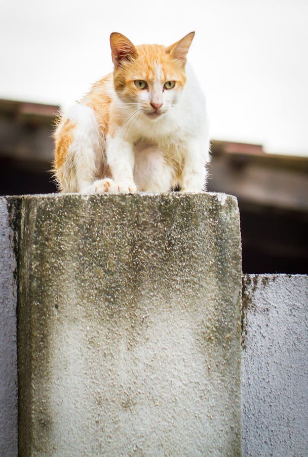Gato alerta imagen de archivo. Imagen de gatito, siempre - 46118473