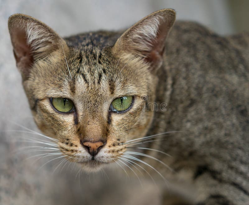 Gato Americano De Shorthair Foto de archivo - Imagen de mirada, cubo ...